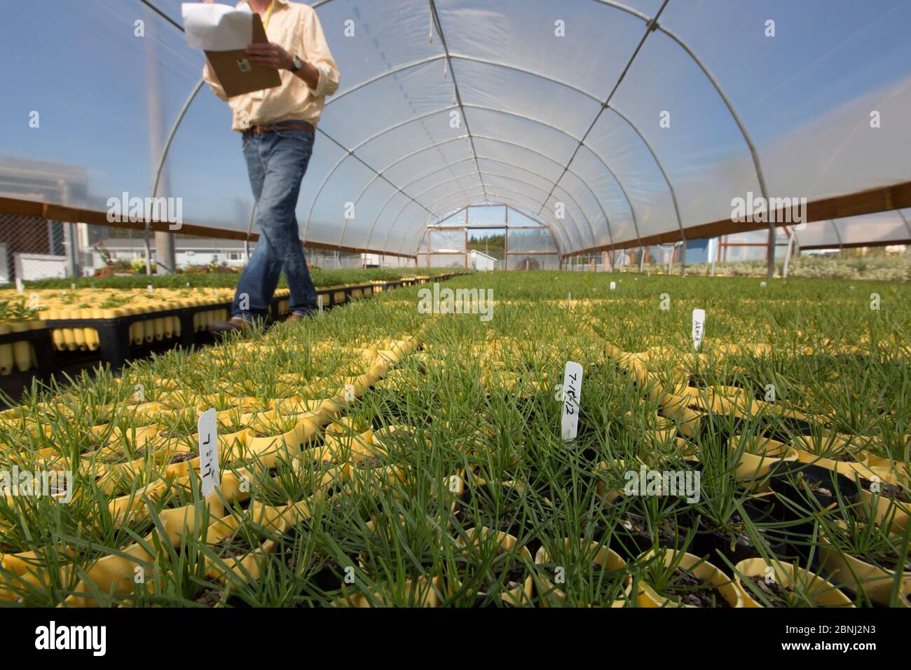 Inmates tending native prairie plant seedlings as part of ...