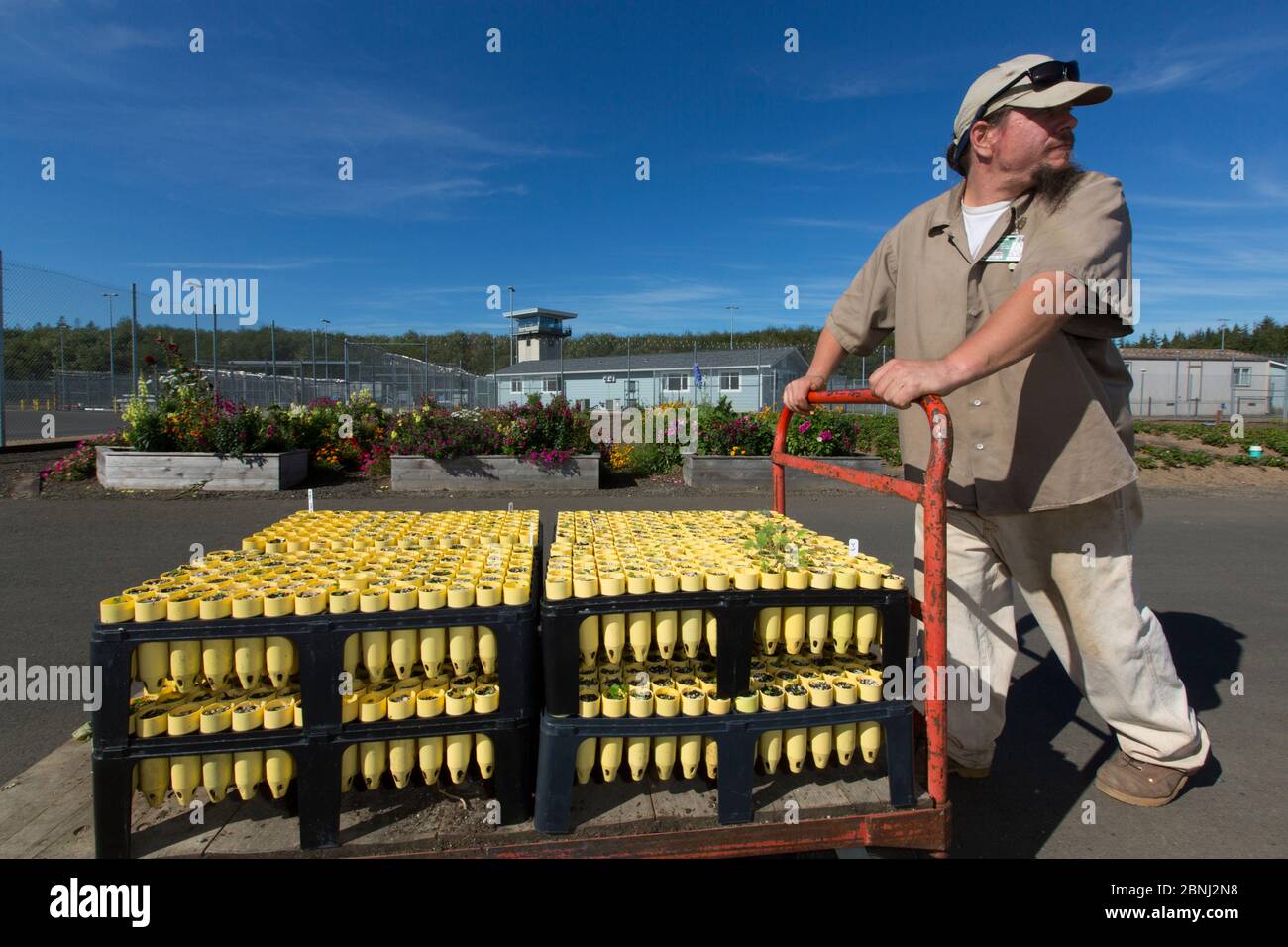 Inmates tending native prairie plant seedlings as part of ...