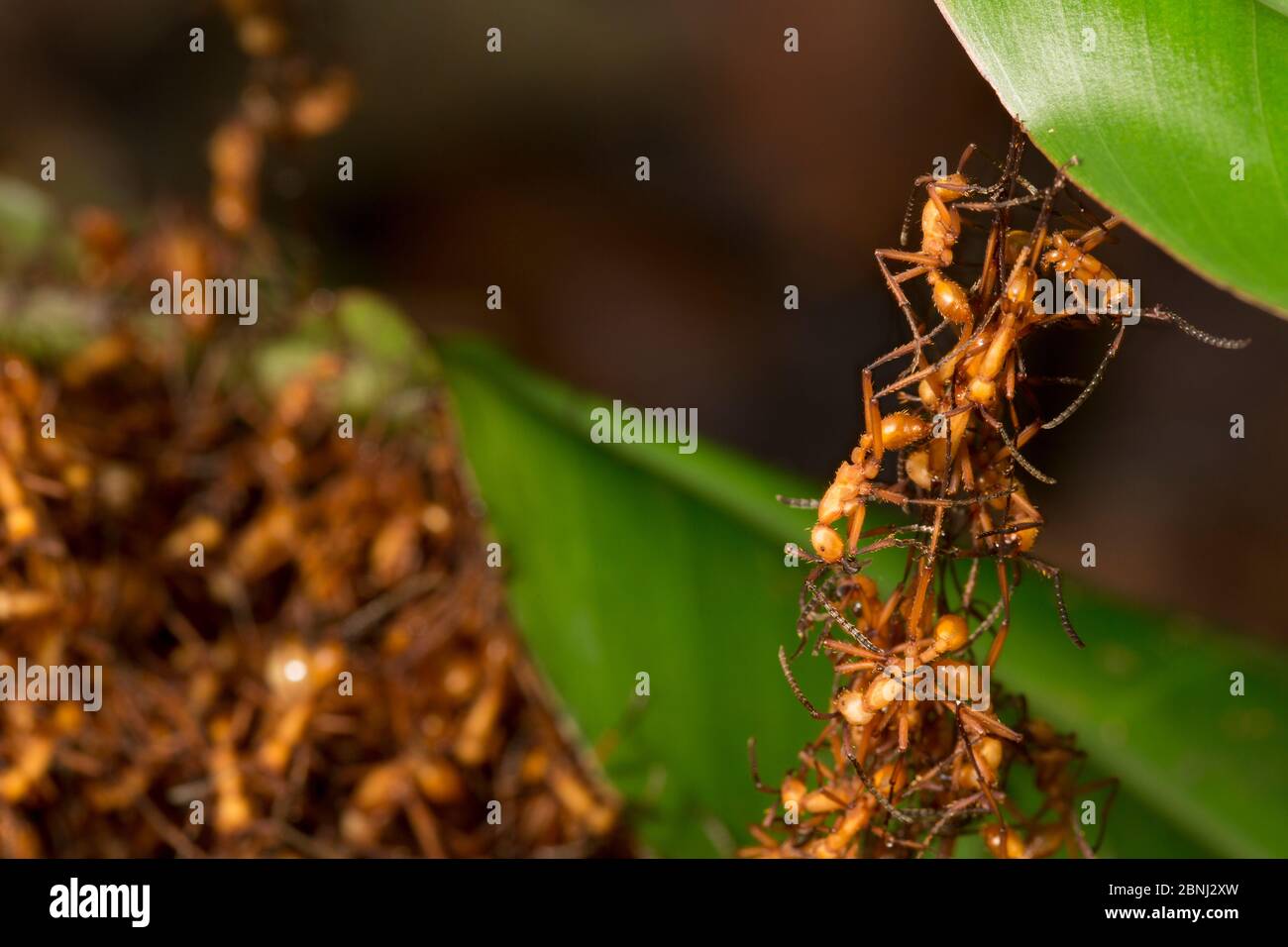 Army ants (Eciton hamatum) forming a bivouac or temporary nest formed ...