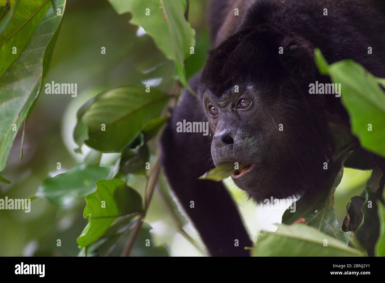 Mantled howler monkey (Alouatta palliata) feeding in tropical ...
