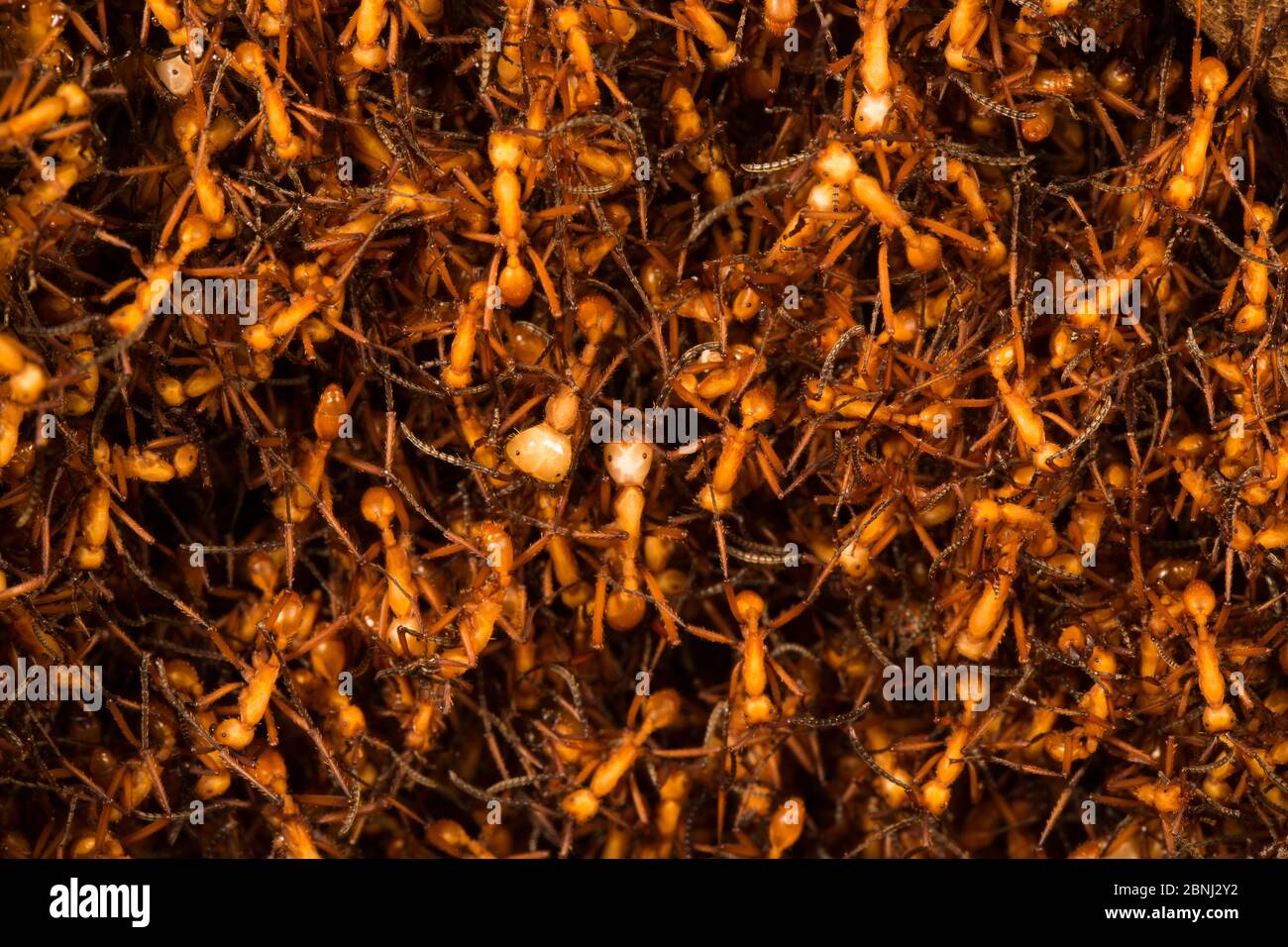 Army ants (Eciton hamatum) forming a bivouac or temporary nest formed ...