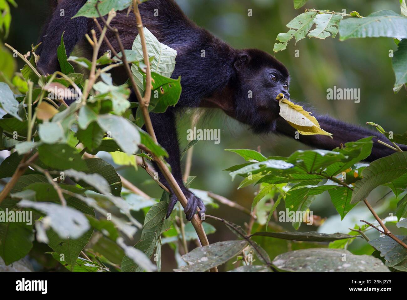 Mantled howler monkey (Alouatta palliata) feeding in tropical rain ...