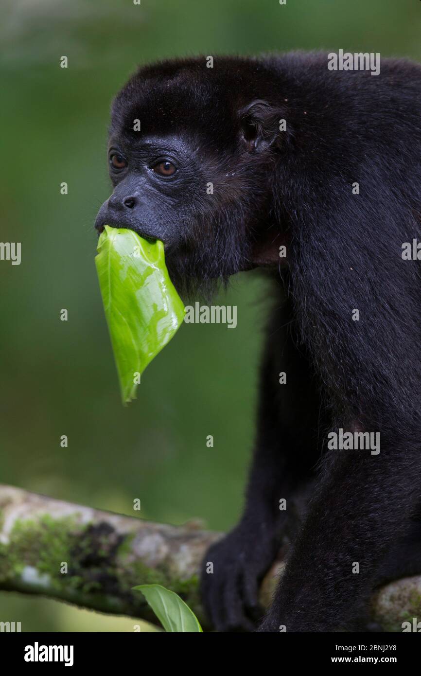 Mantled howler monkey (Alouatta palliata) feeding, tropical rainforest ...
