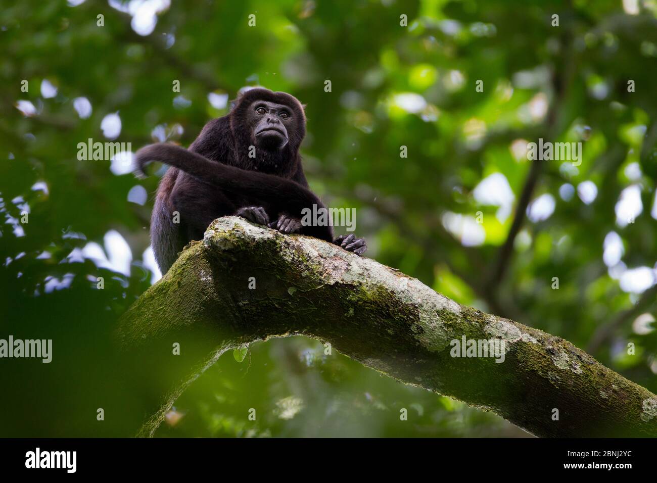 Mantled howler monkey (Alouatta palliata) in tropical rainforest, Barro ...