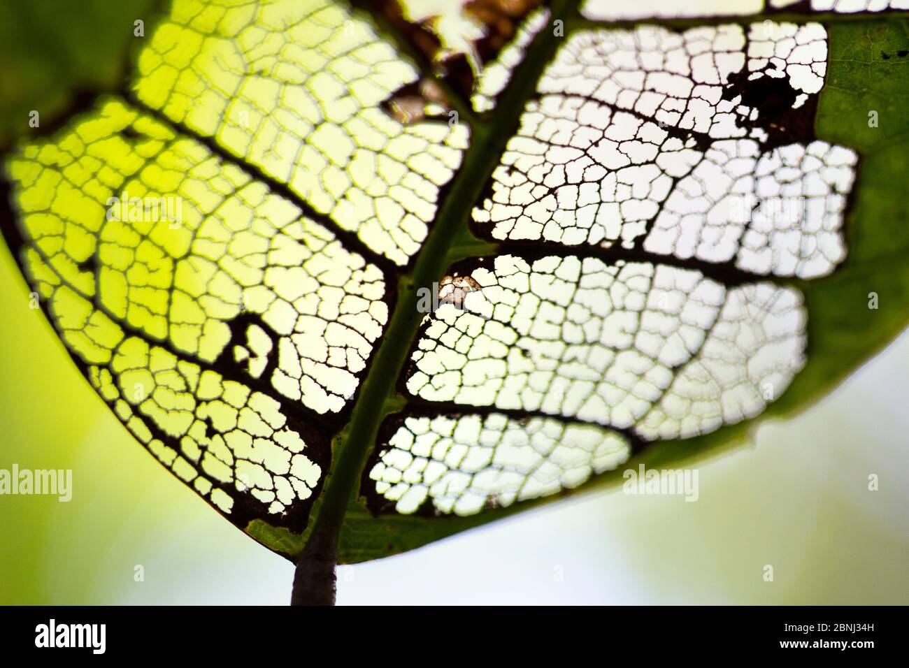 Leaf partially skeletonized by insects in tropical rainforest, Barro ...
