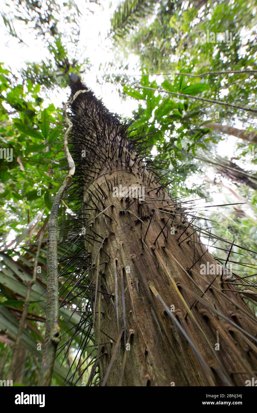 Bactris palm (Bactris sp) viewed from below, Barro Colorado Island ...