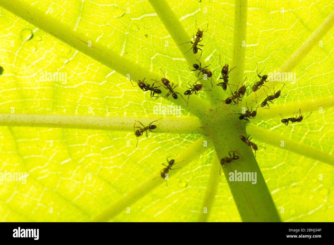 Azteca hi-res stock photography and images - Alamy