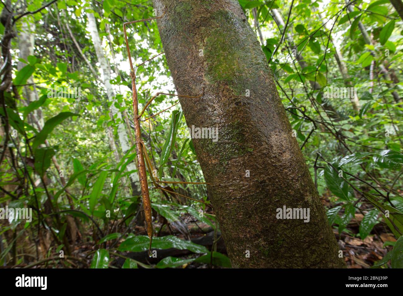 Giant walking stick (Phasmatodea) on tree in tropical rainforest, Barro ...