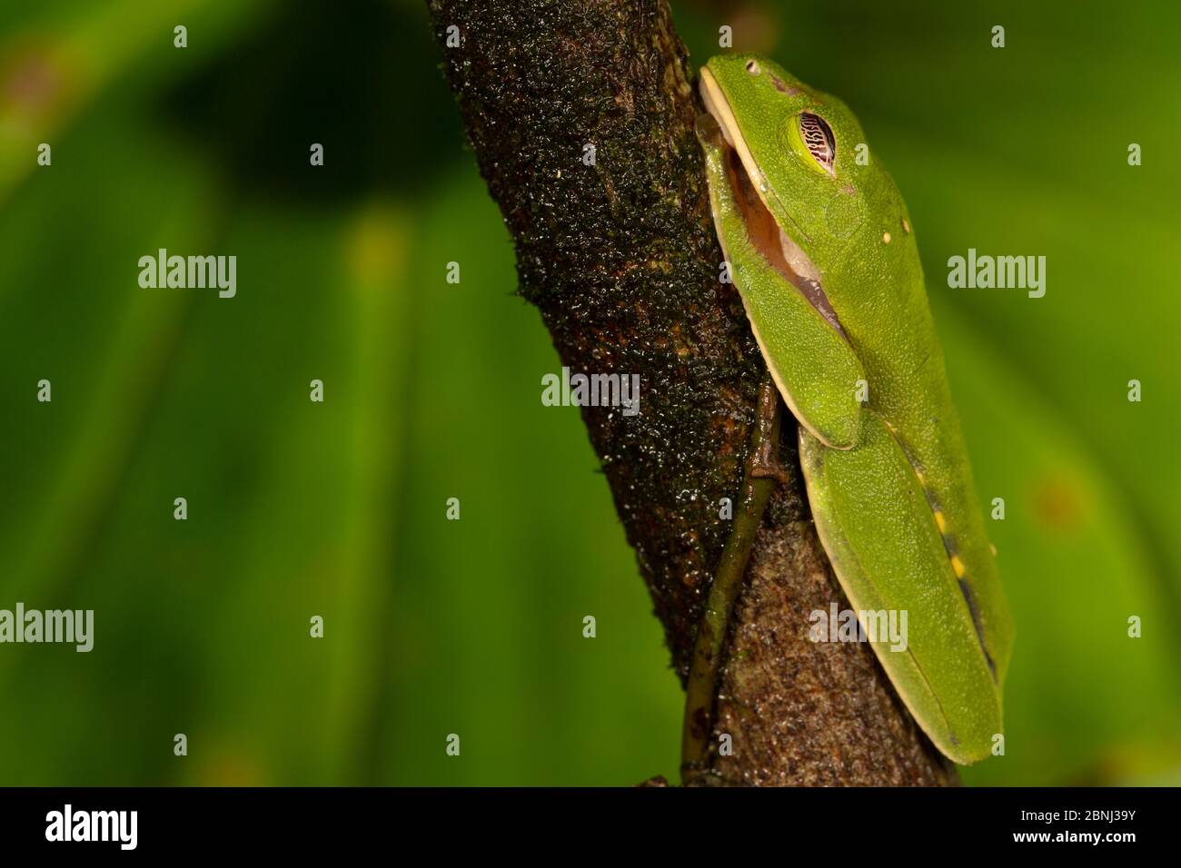 Red eyed tree frog (Agalychnis callidryas) resting, Barro Colorado ...