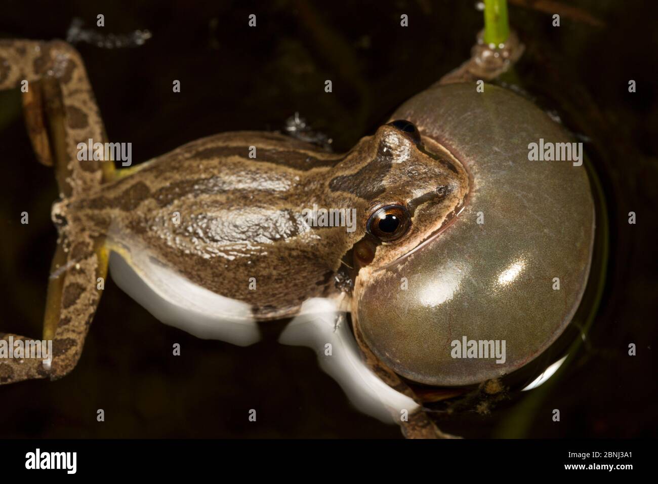 Pacific tree frog calling hi-res stock photography and images - Alamy