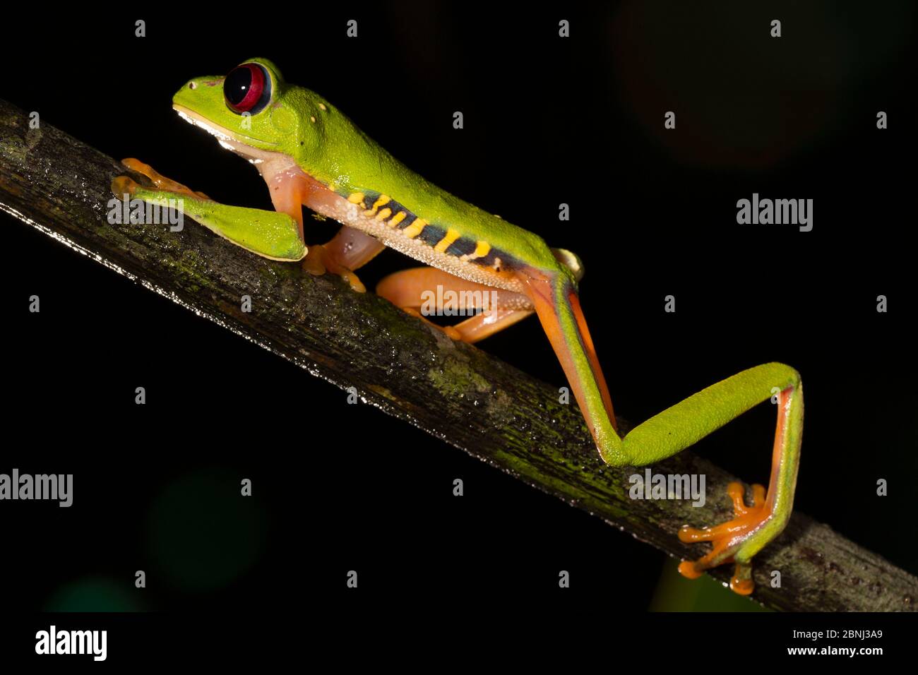 Red eyed tree frog (Agalychnis callidryas) walking, Barro Colorado ...