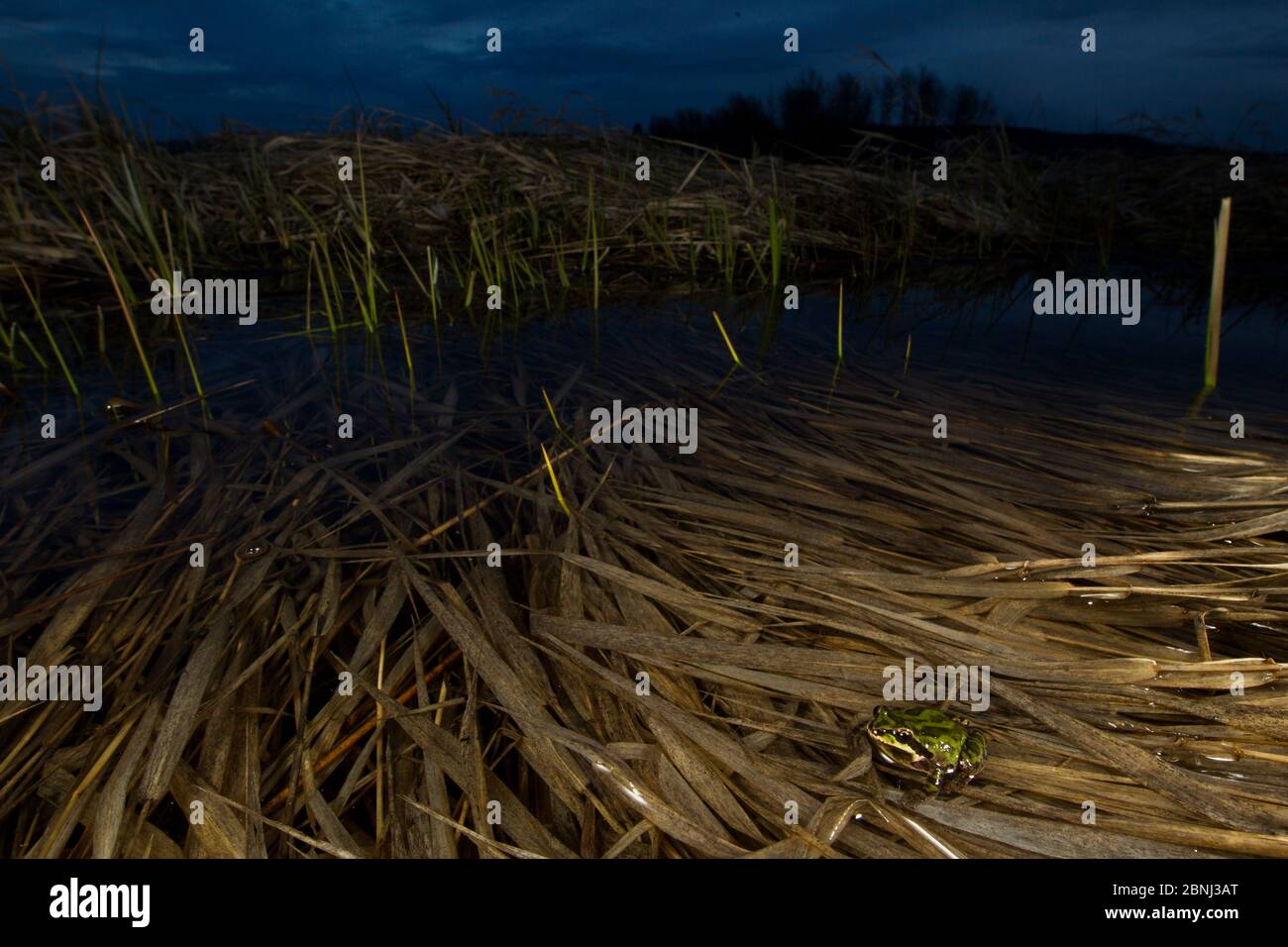 Northern Pacific Treefrog High Resolution Stock Photography and Images ...
