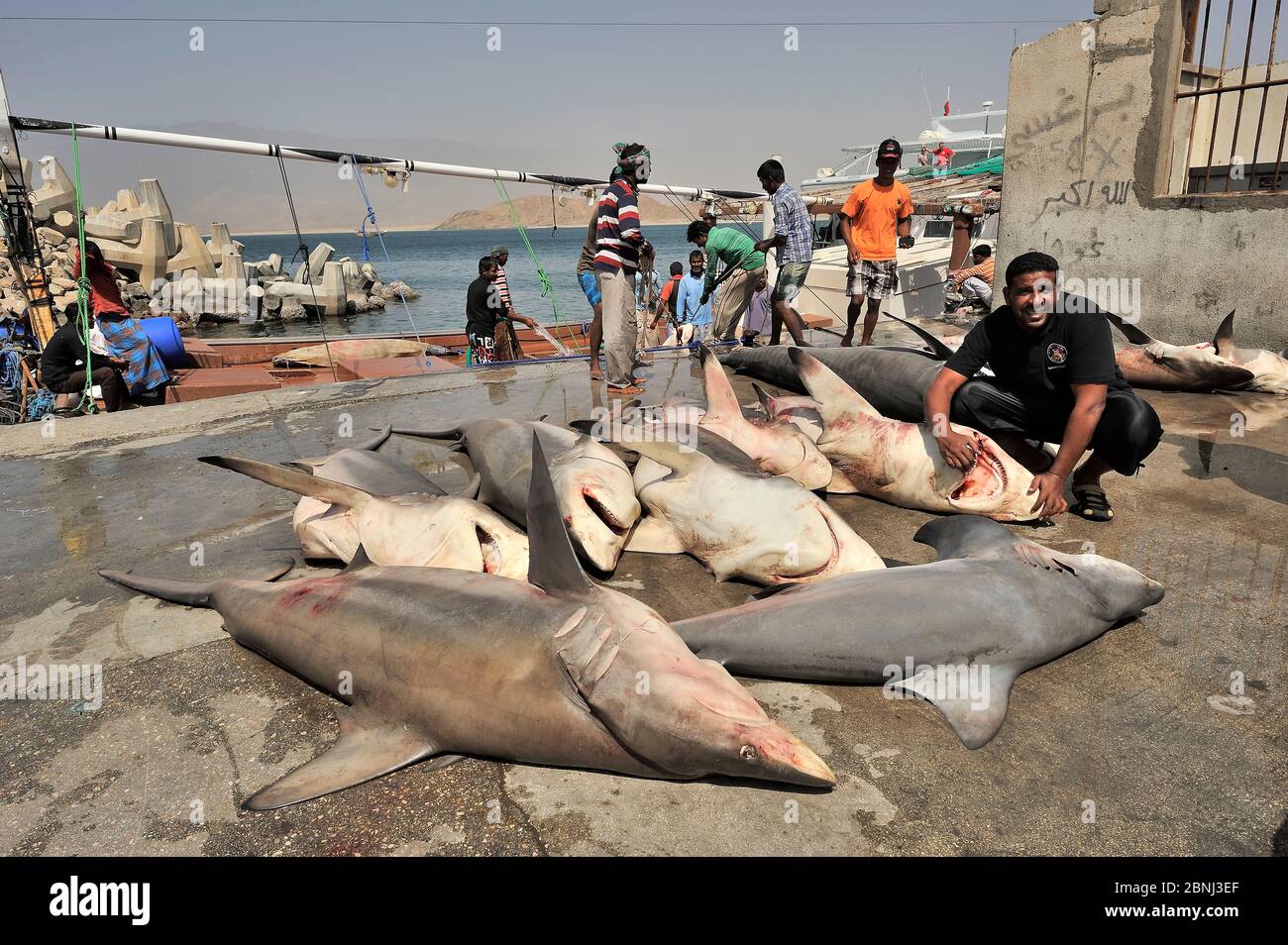 Fishermen are unloading dead sharks at Mirbat harbour in south, coast ...