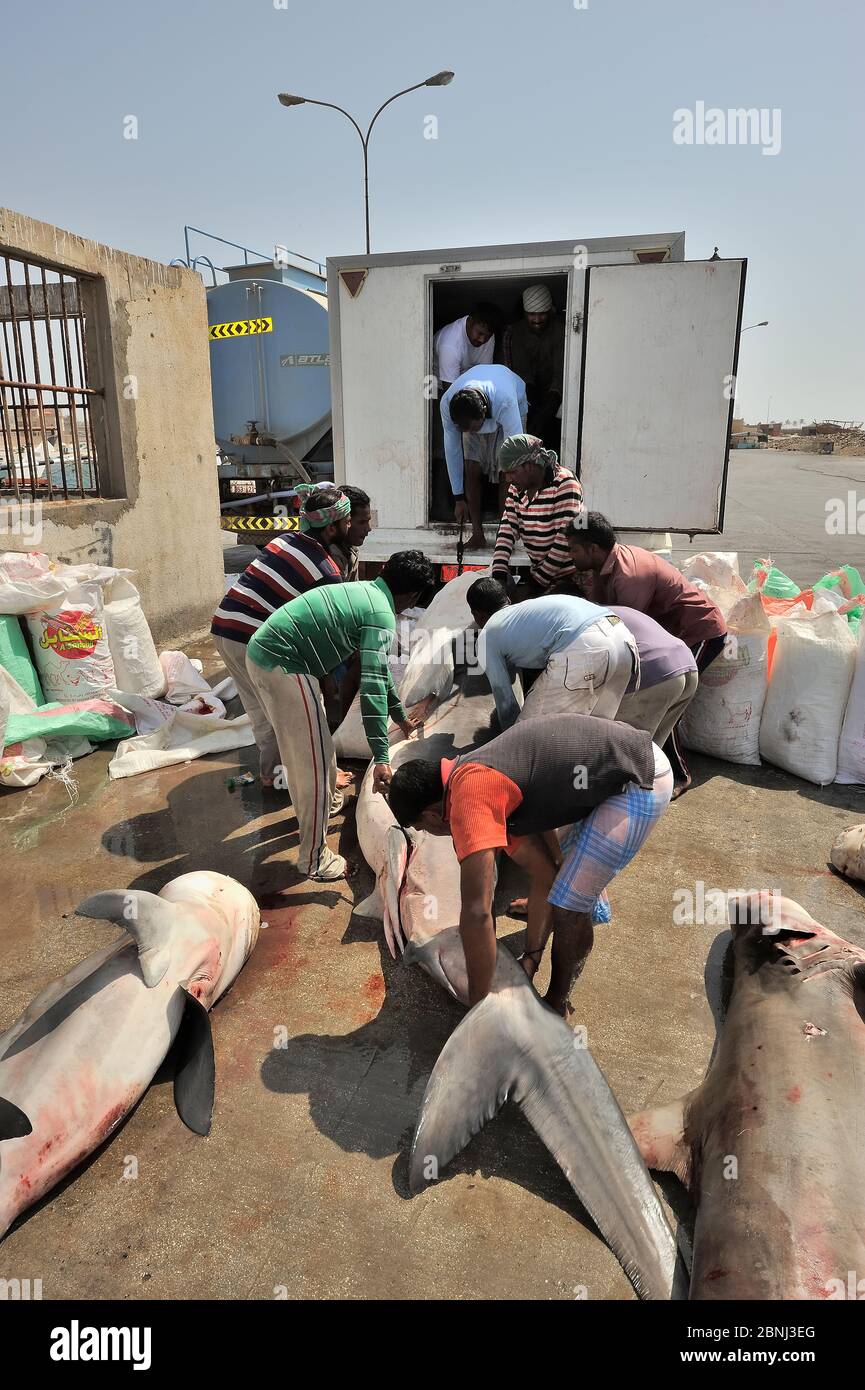 Dead sharks hi-res stock photography and images - Alamy