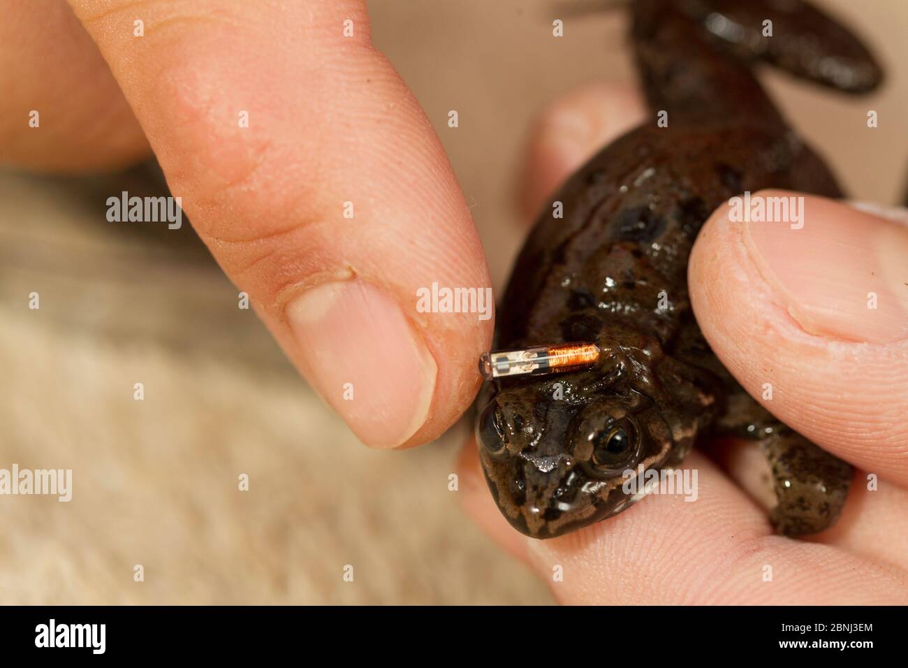 Biologist implanting microchip into Oregon Spotted Frog (Rana pretiosa ...