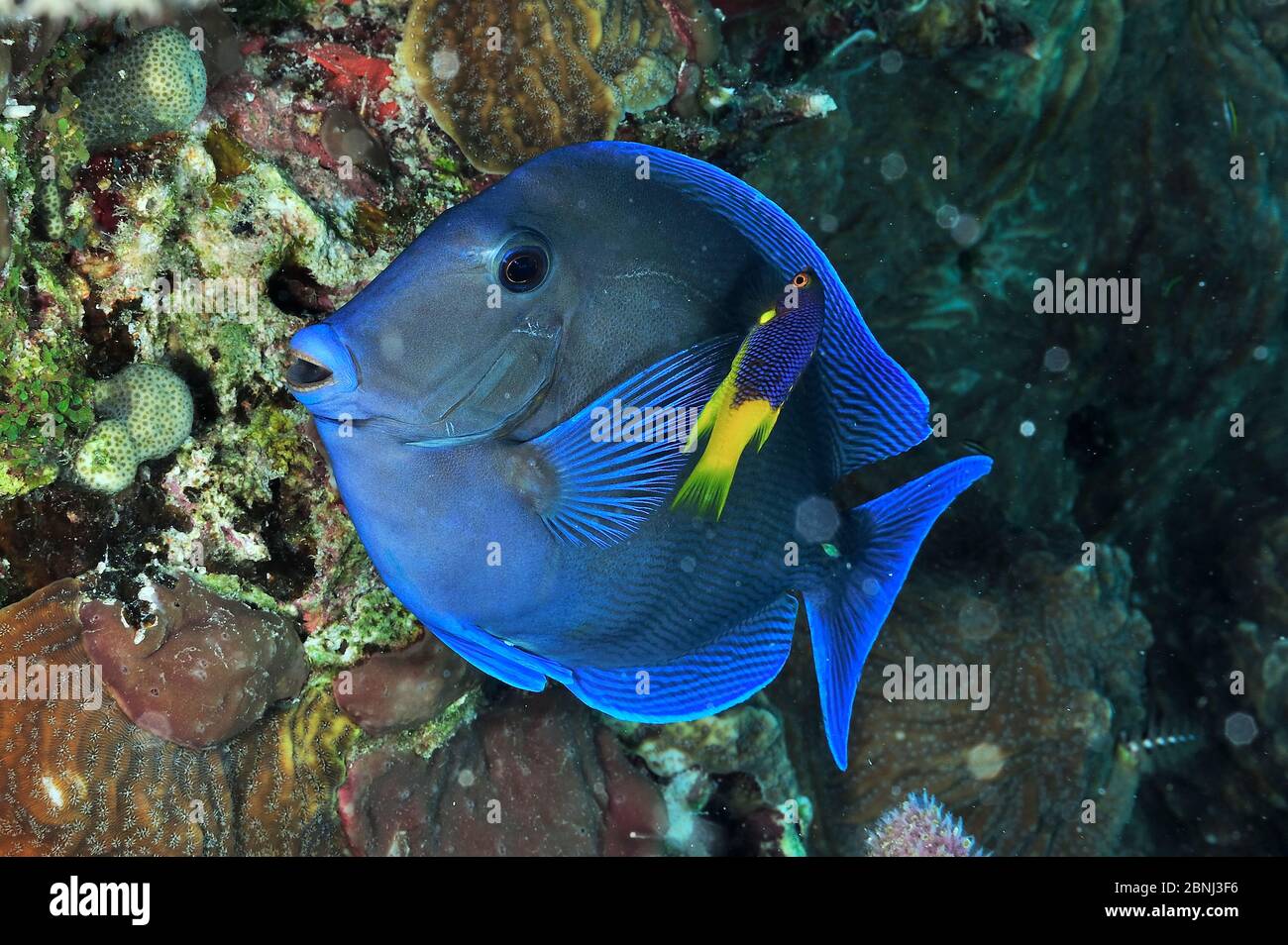Spanish hogfish (Bodianus rufus) is cleaning a Blue tang surgeonfish ...