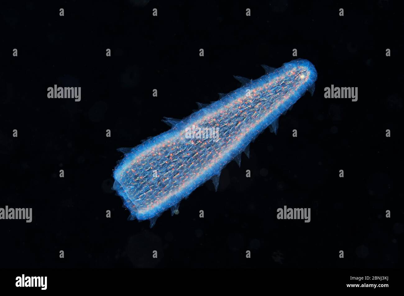 Pyrosomida hi-res stock photography and images - Alamy