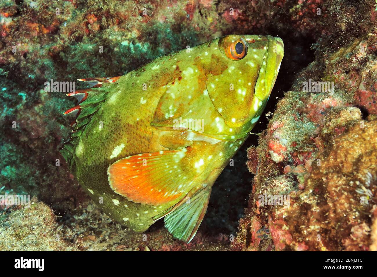 Starry grouper / flag cabrilla (Epinephelus labriformis) Panama ...