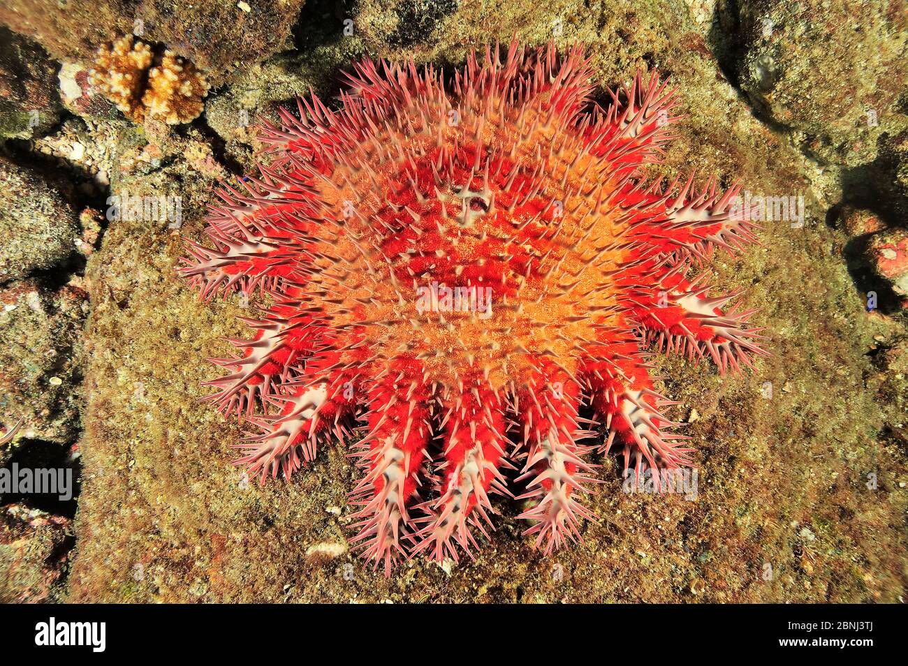 Coral Eating Crown Of Thorns Starfish High Resolution Stock Photography ...