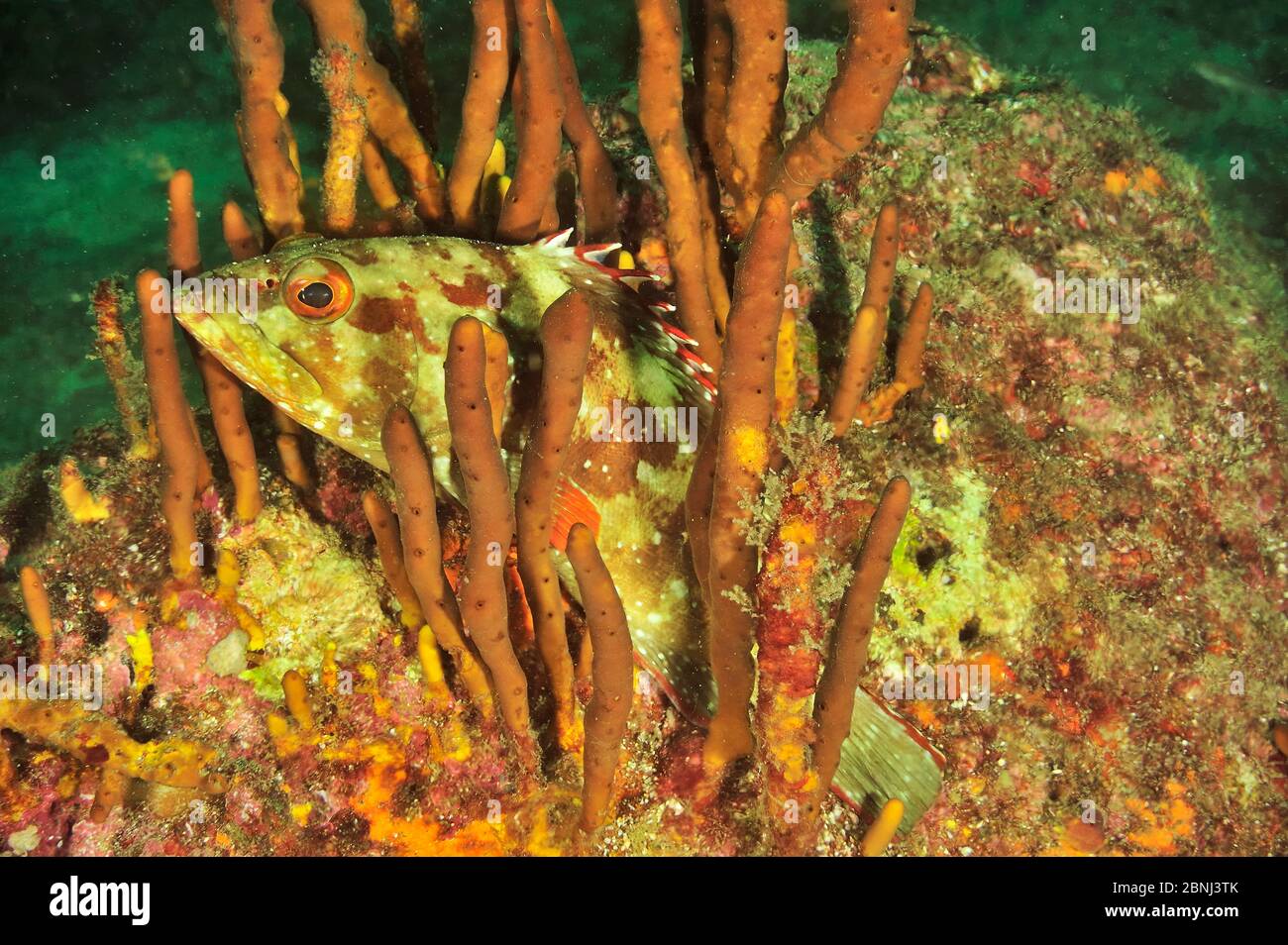 Starry grouper / Flag cabrilla (Epinephelus labriformis) hiding in a ...