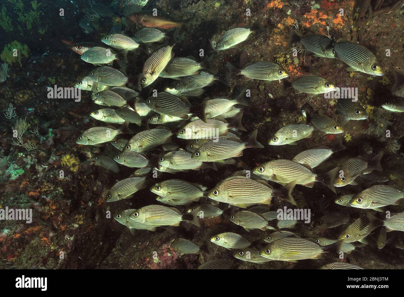 Grunts group hi-res stock photography and images - Alamy