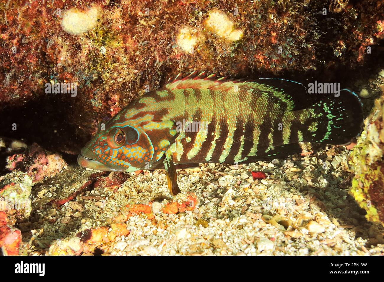 Pacific graysby (Cephalopholis panamensis) Panama, Pacific Ocean Stock ...