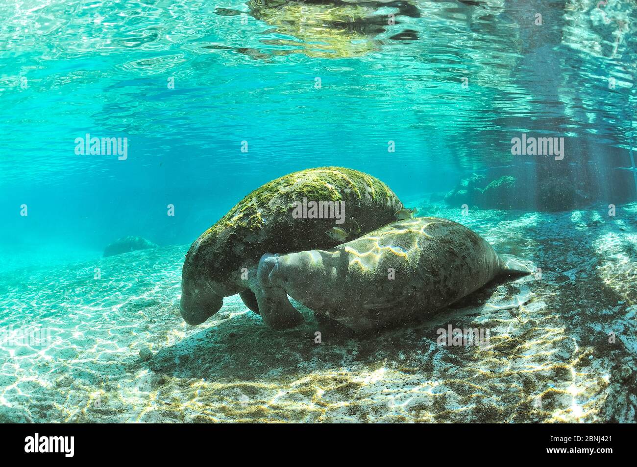 Florida manatees family hi-res stock photography and images - Alamy
