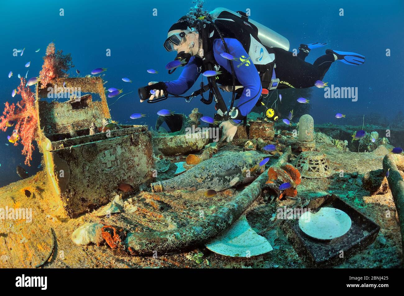 A diver on the wreck of the Shinkoku Maru, a tanker colonized by corals ...