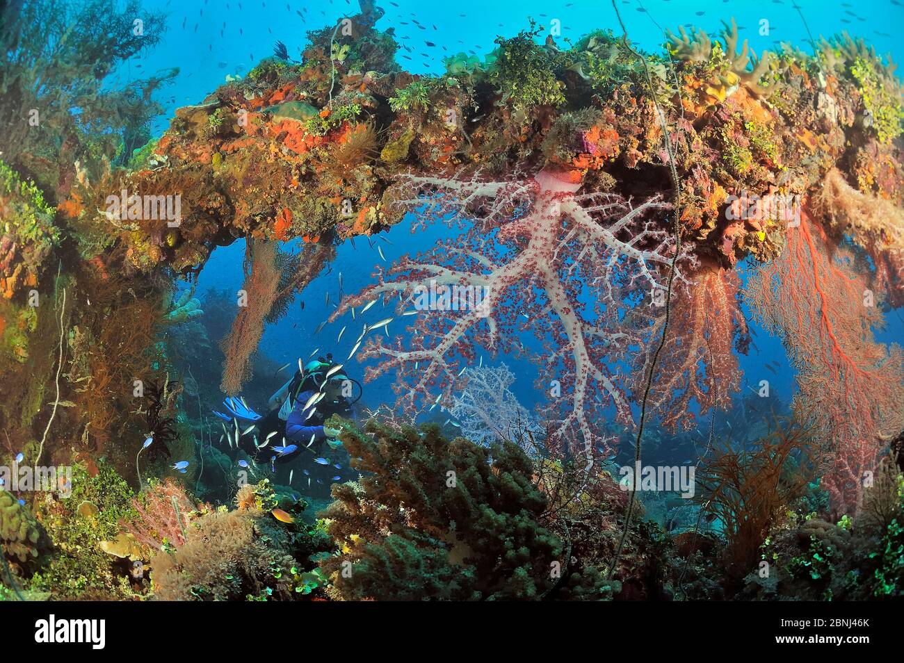 A diver on the wreck of the Shinkoku Maru, a tanker colonized by corals ...