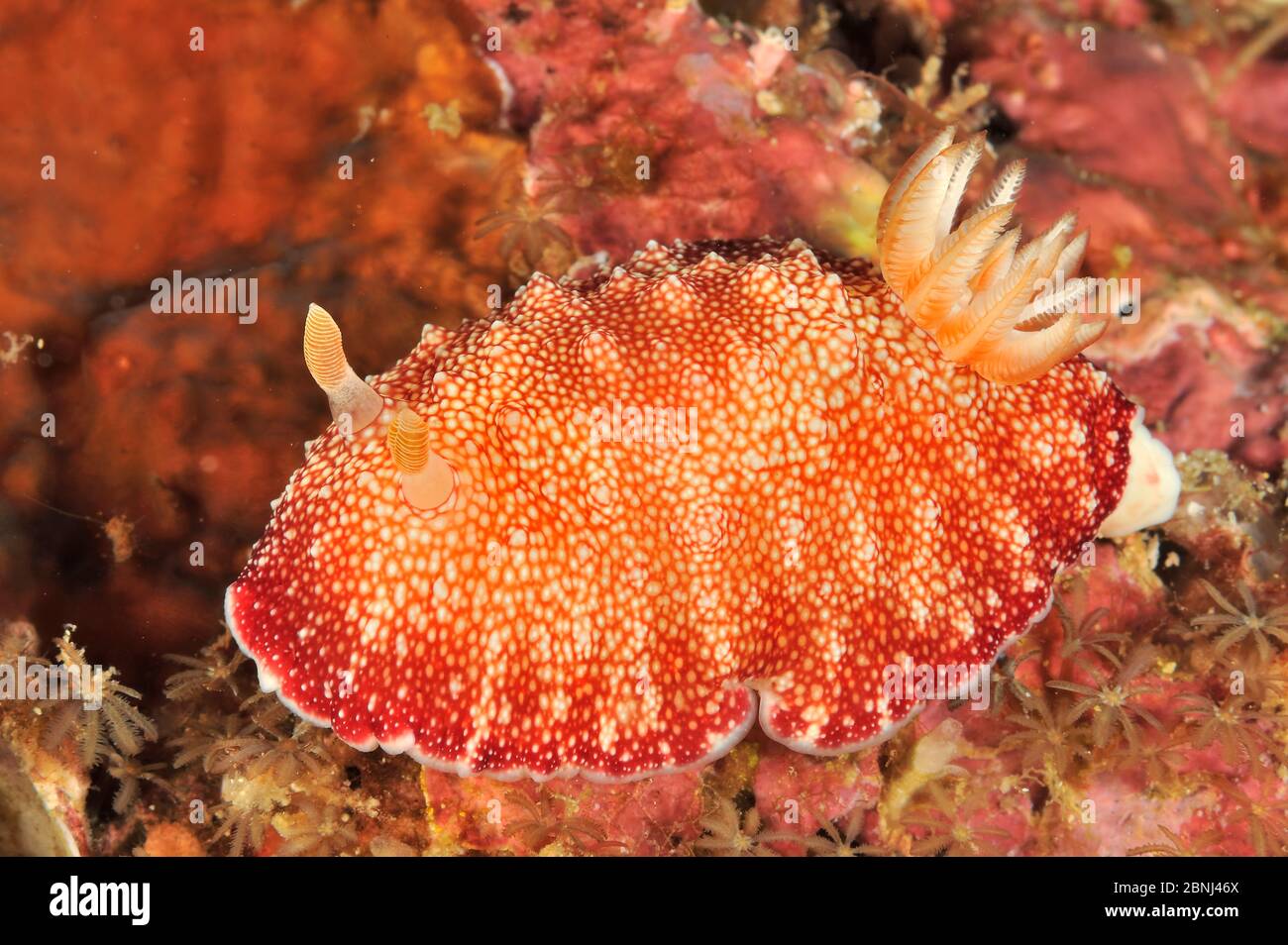Nudibranch (Chromodoris reticulata) Sulu Sea, Philippines Stock Photo ...