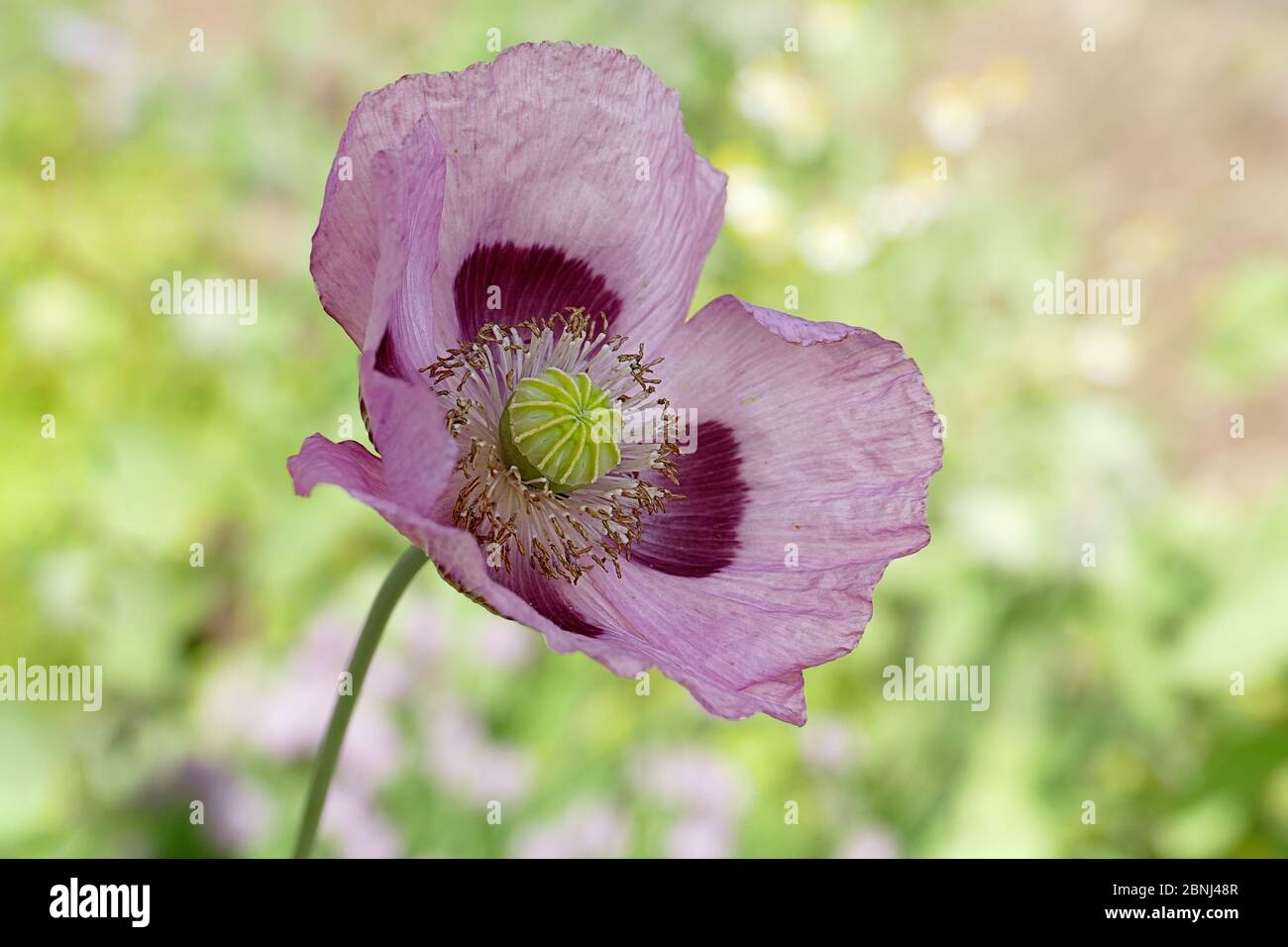 Poppy pink isolate hi-res stock photography and images - Alamy