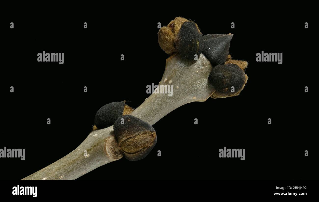 Ash tree black buds hi-res stock photography and images - Alamy