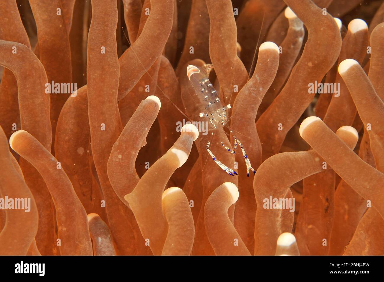 Commensal shrimp (Periclimenes tosaensis) in Mushroom coral ...