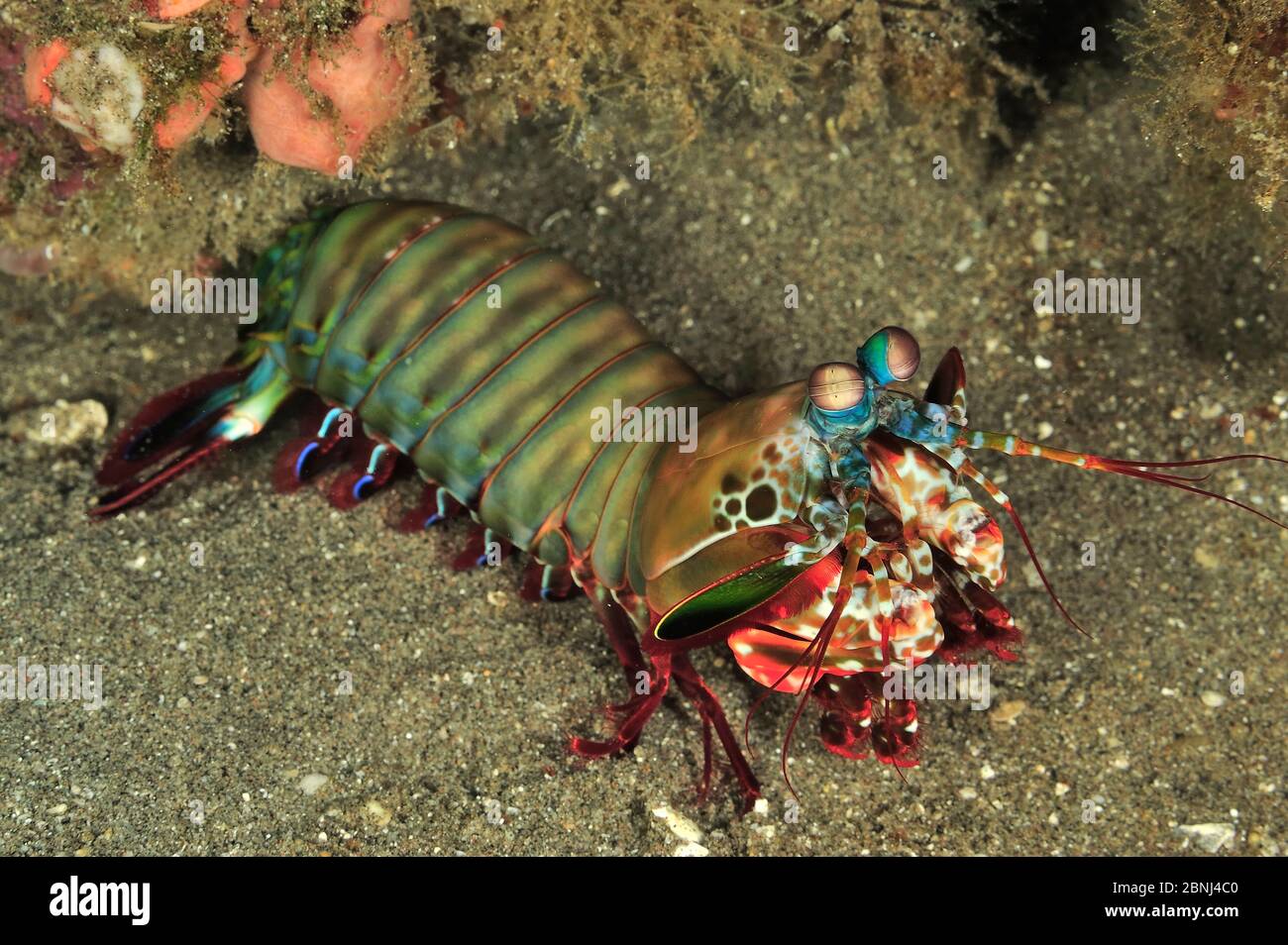 Mantis shrimp (Odontodactylus scyllarus) out of its burrow, Sulu Sea ...