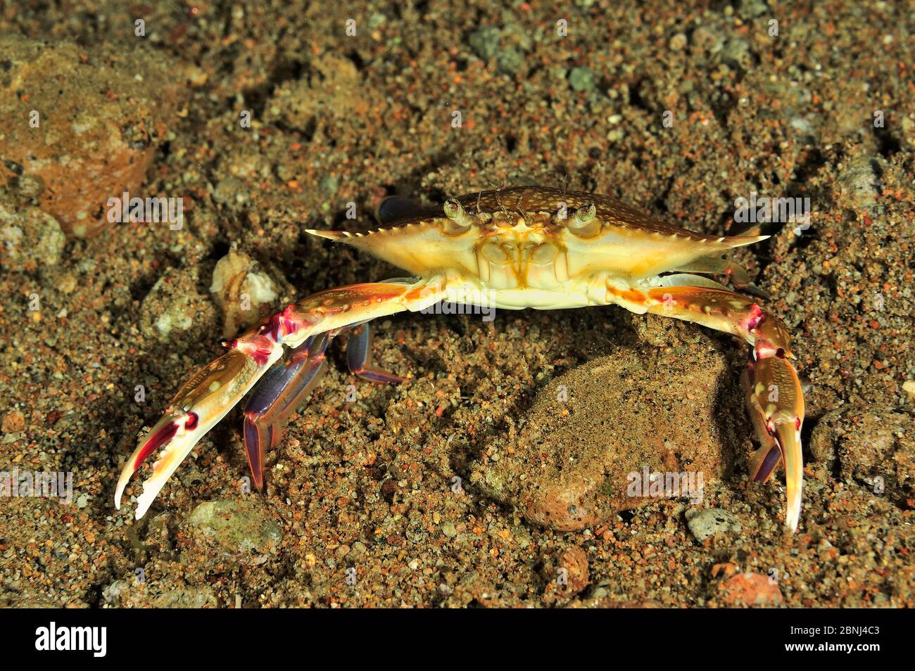 Crab portunus pelagicus hi-res stock photography and images - Alamy