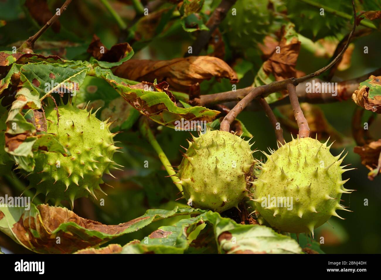 chestnuts on the tree - leaves infested by minier moths Stock Photo - Alamy