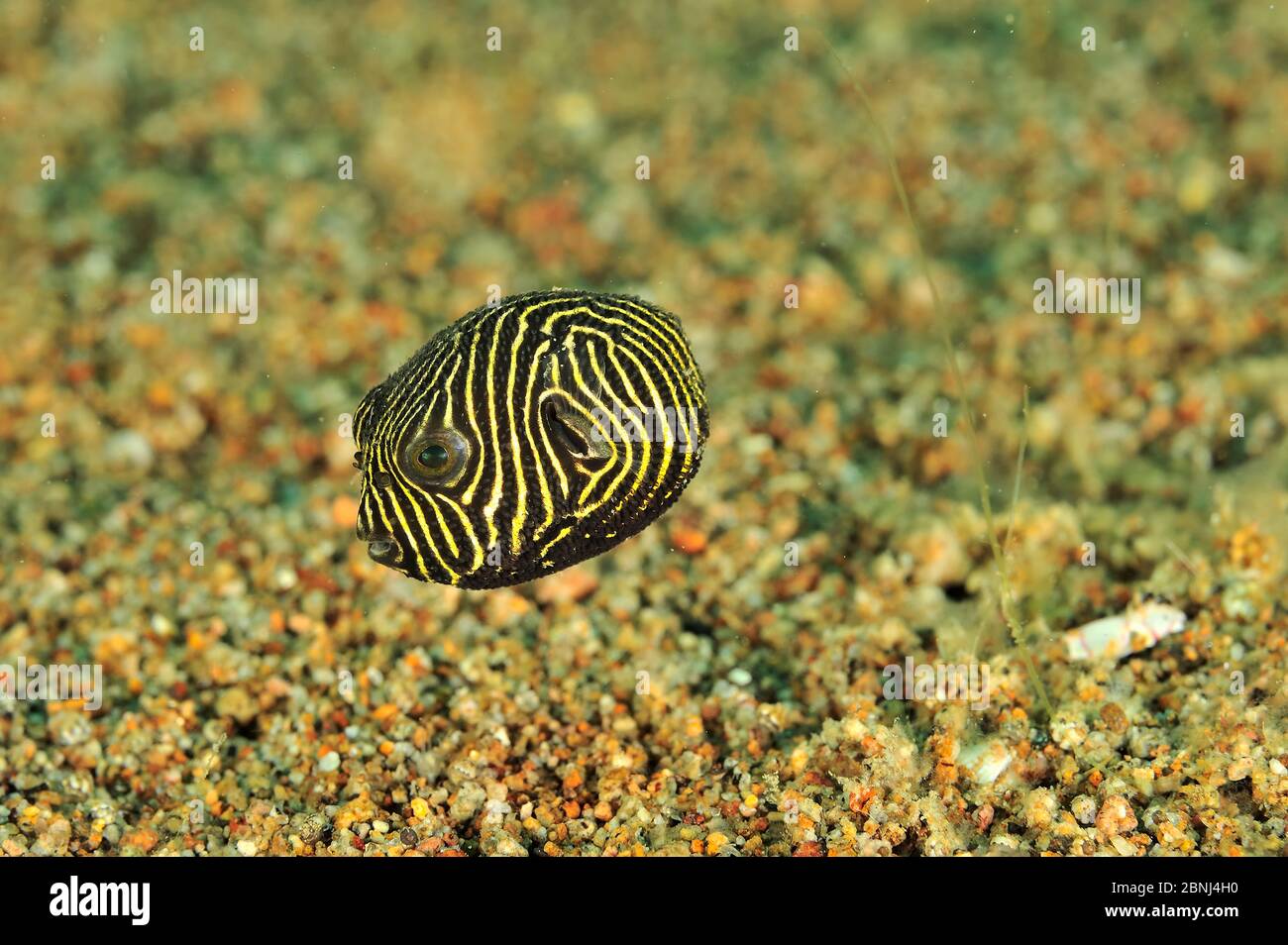 Giant / Starry pufferfish (Arothron stellatus) juvenile, Sulu Sea ...