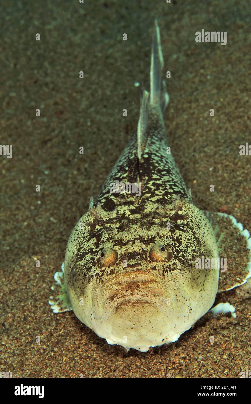 Uranoscopus sulphurus hi-res stock photography and images - Alamy