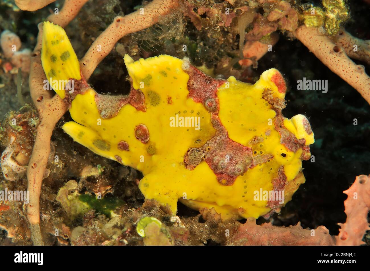 Wartskin / Warty frogfish (Antennarius maculatus) Sulu Sea, Philippines ...