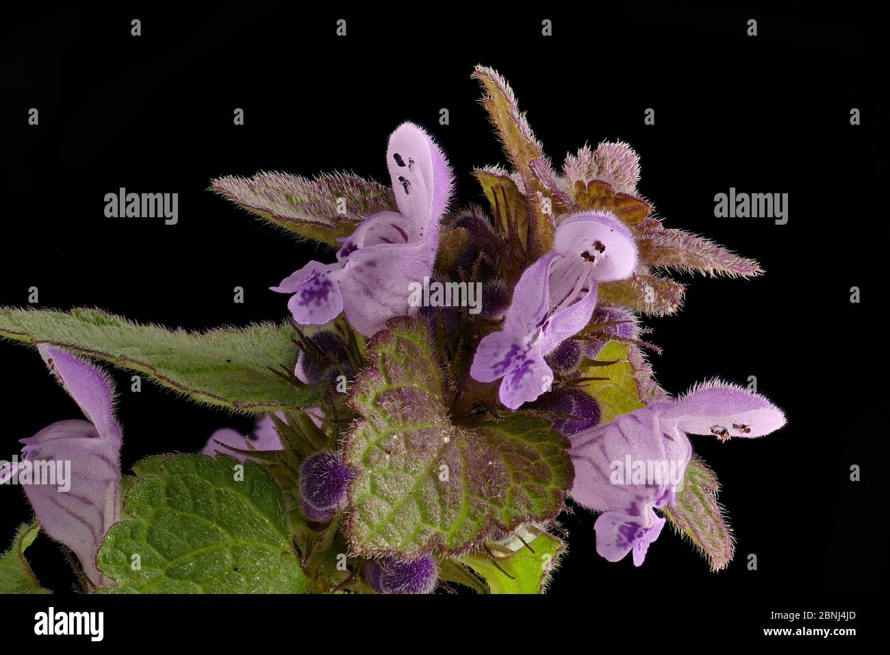 The purple-red deaf nettle (Lamium purpureum) is a species of deaf in ...