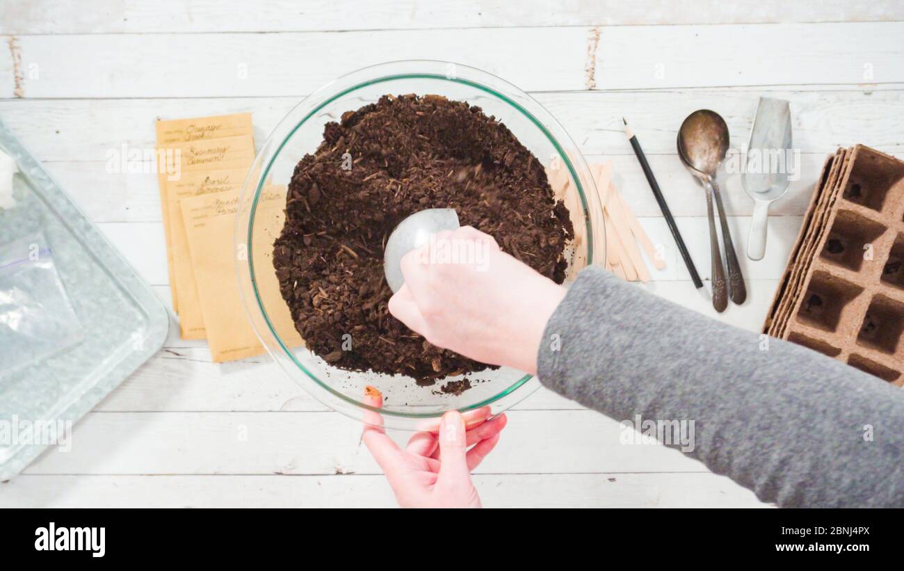 Flat lay. Planting seeds into small containers to start an indoor herb ...