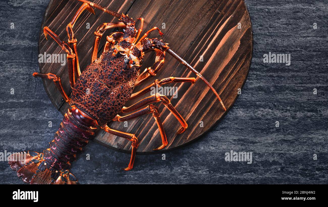 Raw fresh Cape rock lobster, West Coast rock lobster, Jasus lalandii on ...