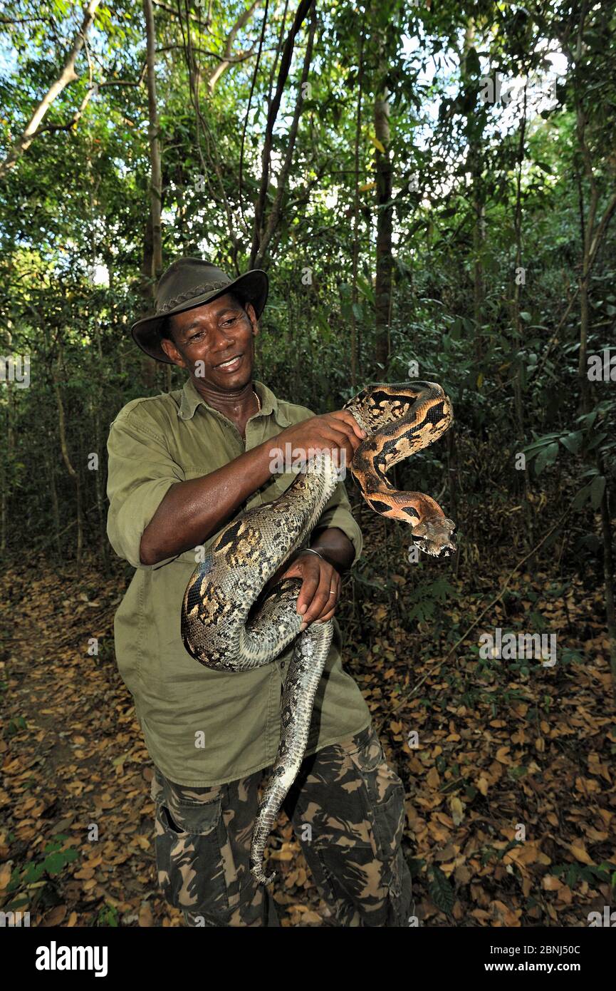 Dumeril's ground boa (Acrantophis dumerili) held by a guide, Nosy Be ...