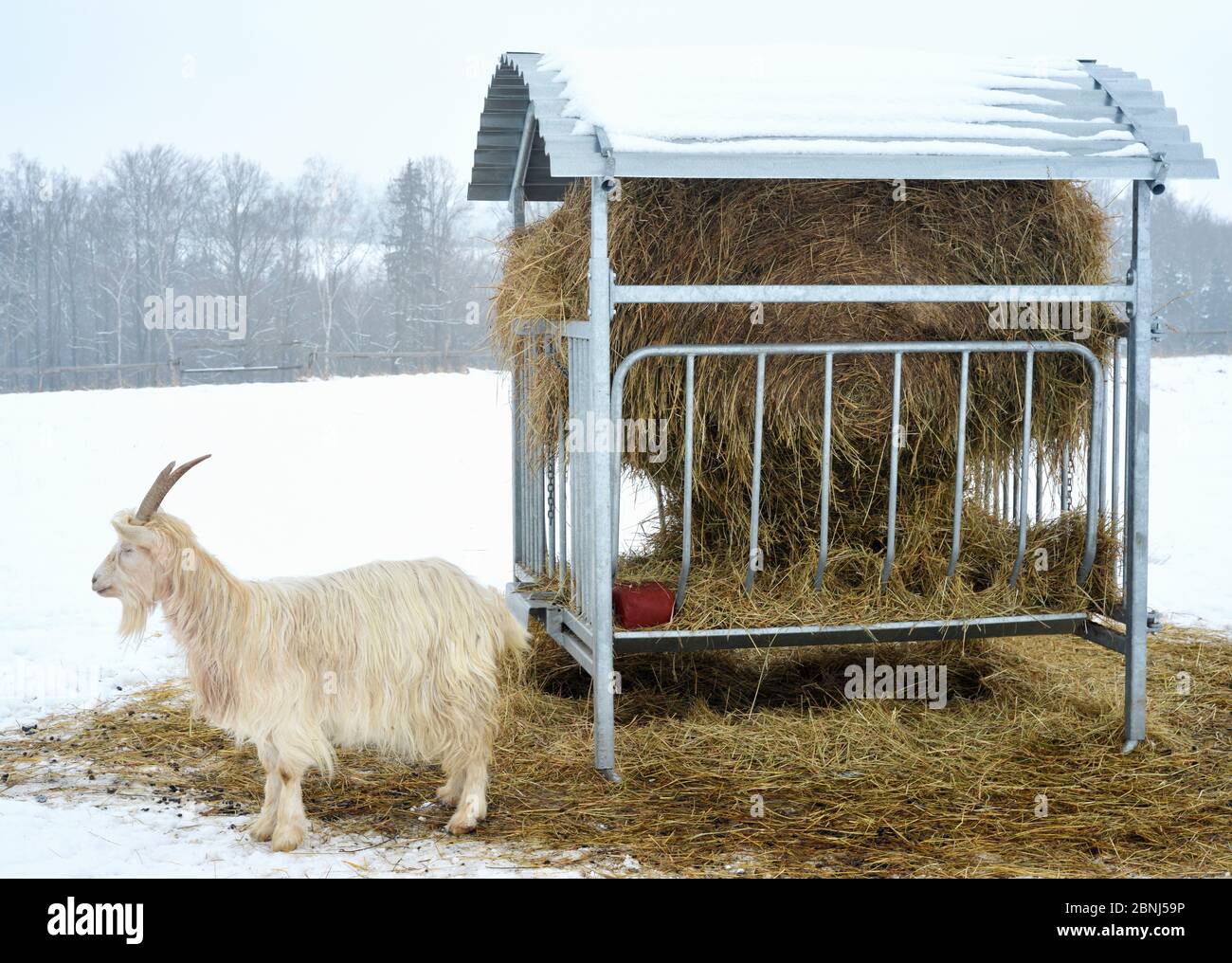 long haired goat in the snow on a farm outdoors Stock Photo - Alamy