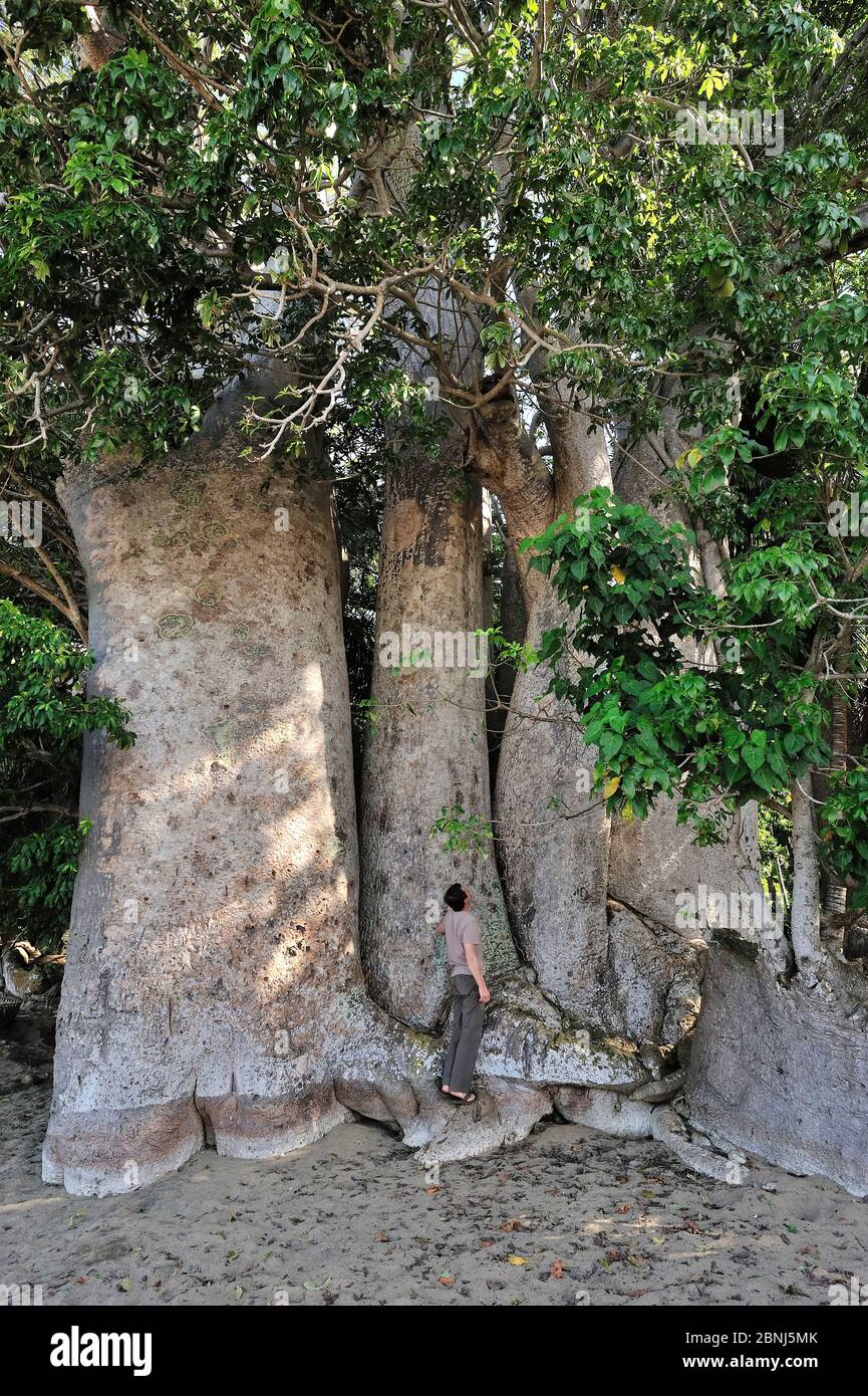 Tourist standing at base of enormous Baobab tree (Adansonia sp) on the ...