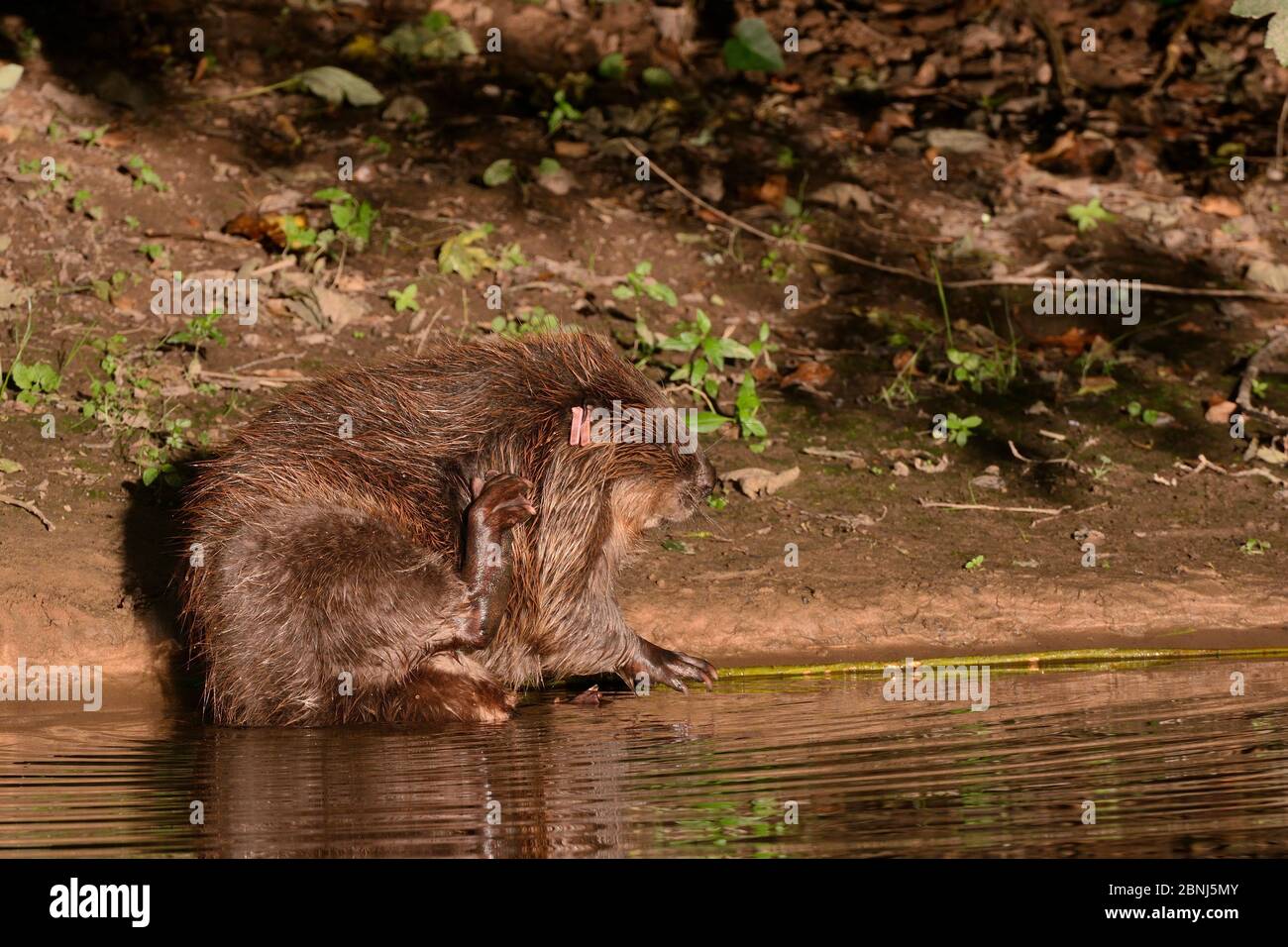 Beaver River Otter Devon Rewilding High Resolution Stock Photography ...