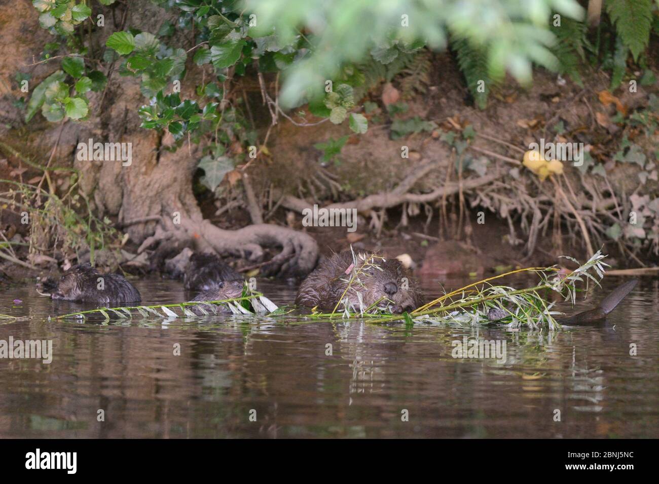 Beaver river otter devon rewilding hi-res stock photography and images ...