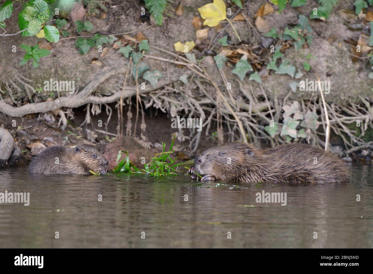 Beaver river otter devon rewilding hi-res stock photography and images ...