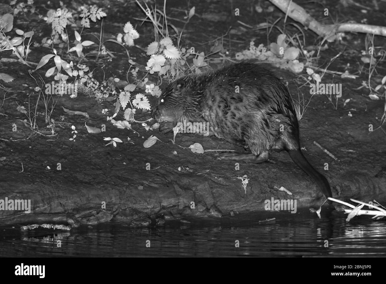 Beaver river otter devon rewilding hi-res stock photography and images ...