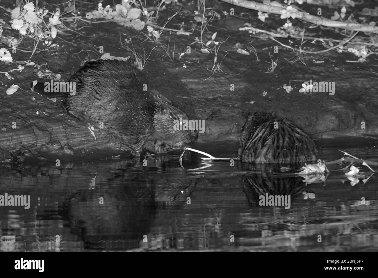Beaver river otter devon rewilding hi-res stock photography and images ...